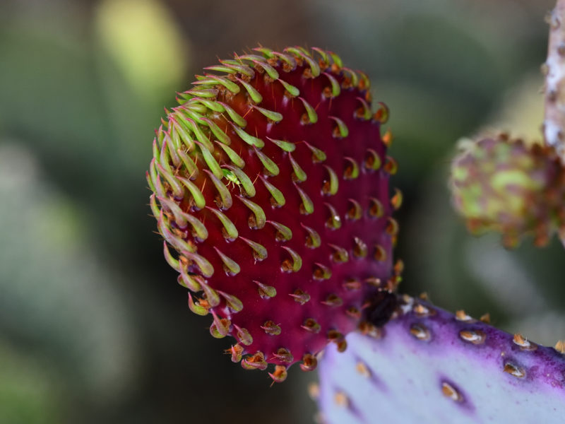 Western Sky Communications - Martha Retallick