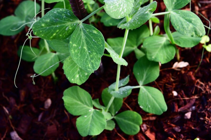 Western Sky Communications - Martha Retallick