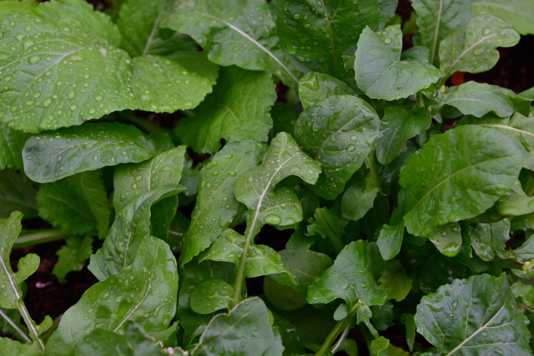 Water Harvesting 101 Podcast: Episode 43 – Changing Weather Patterns ...